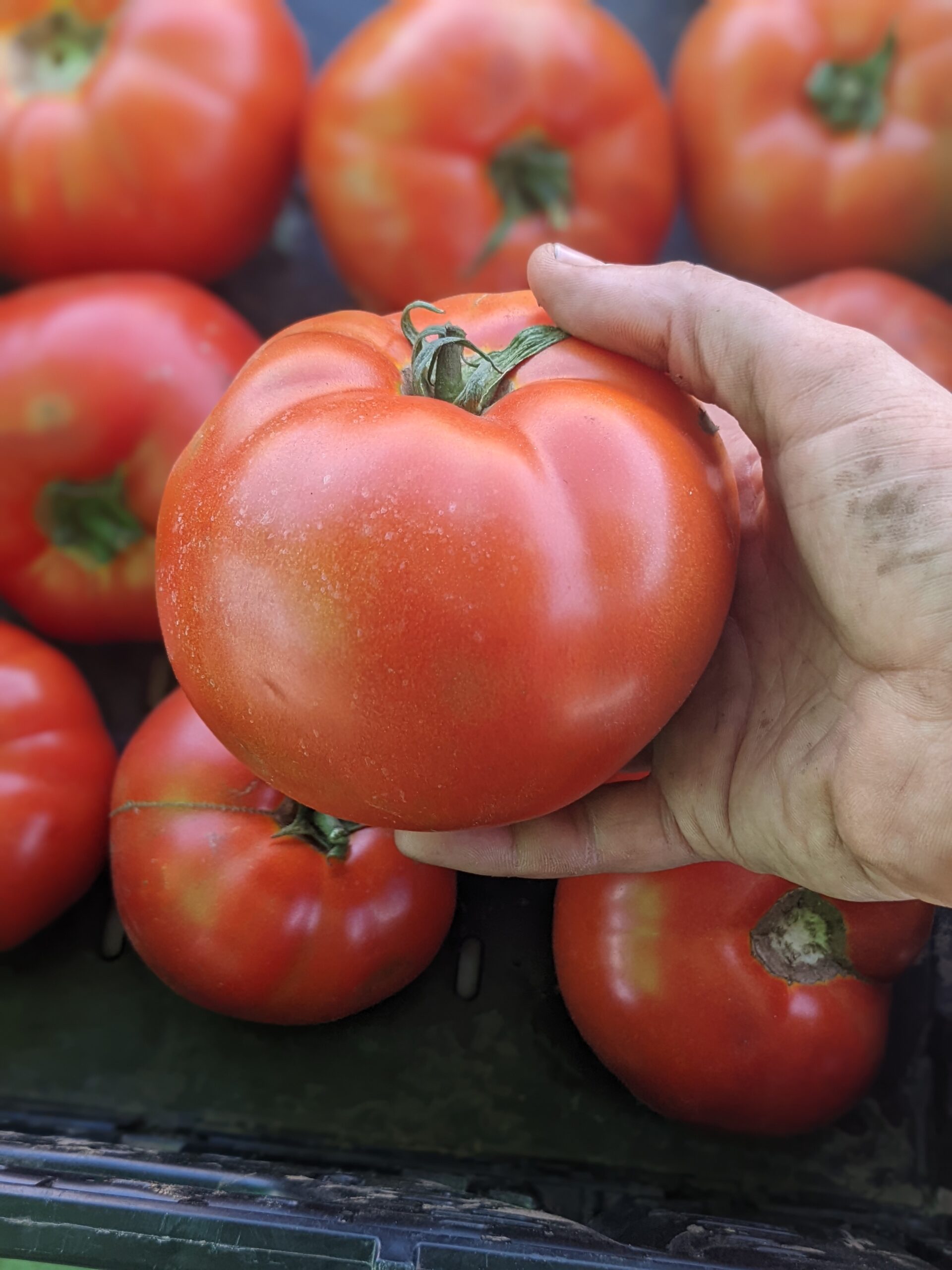 Field Tomatoes - Garden Hill Farmers Market
